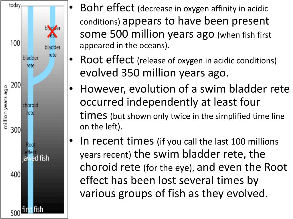 PPT - Salinity and Buoyancy: Fish Swim Bladder PowerPoint Presentation ...