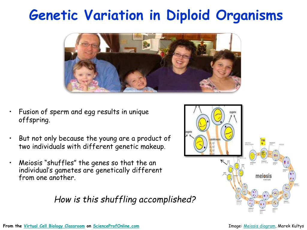PPT - Genetics Cell Division: Meiosis & Sexual Reproduction PowerPoint ...