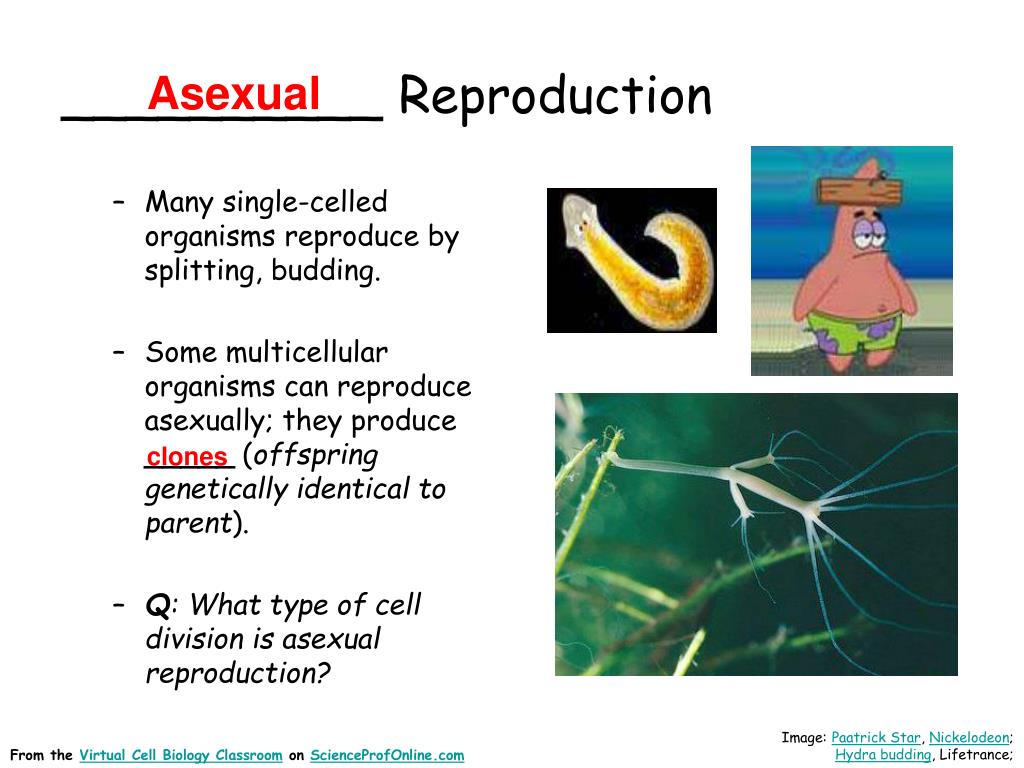 PPT - Genetics Cell Division: Meiosis & Sexual Reproduction PowerPoint ...