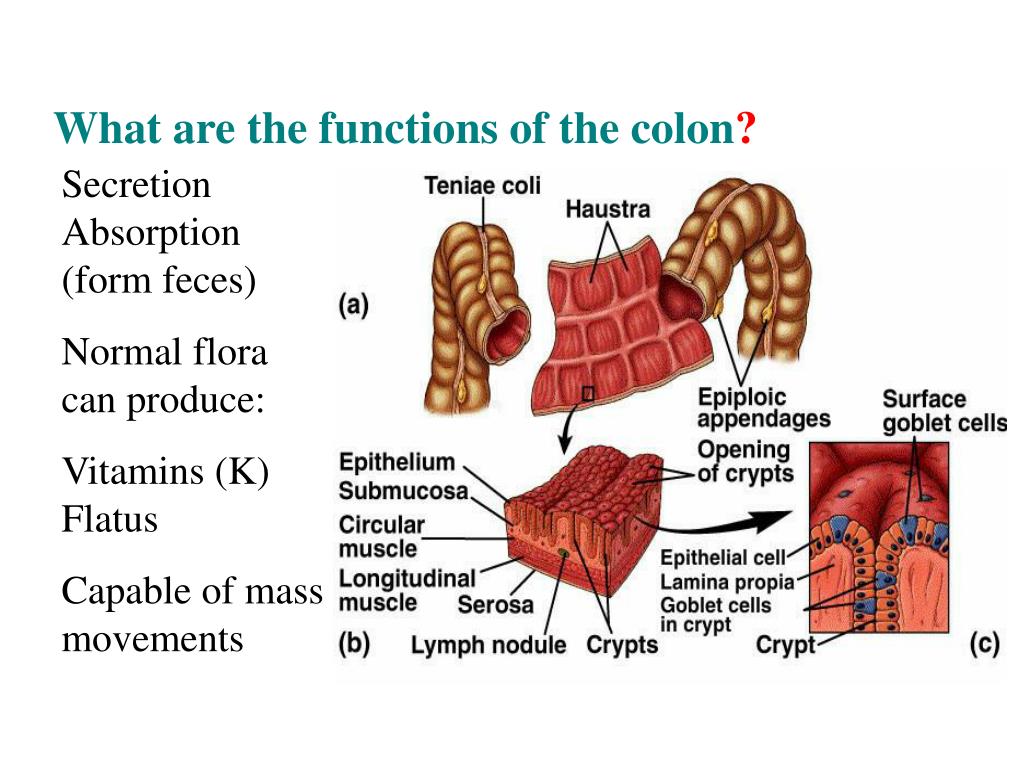 PPT - BIOL 2030 Human Anatomy & Physiology II PowerPoint Presentation ...