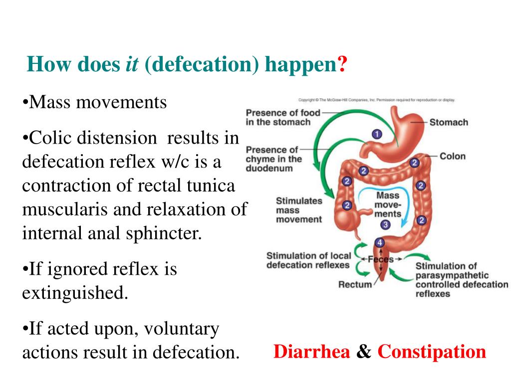 PPT - BIOL 2030 Human Anatomy & Physiology II PowerPoint Presentation ...