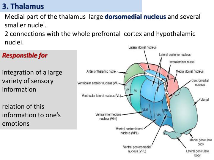 PPT - DIENCEPHALON PowerPoint Presentation - ID:1921378