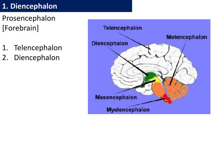 PPT - DIENCEPHALON PowerPoint Presentation - ID:1921378