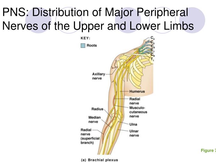 PPT - Chapter 7d. The Nervous System PowerPoint Presentation - ID:1921659