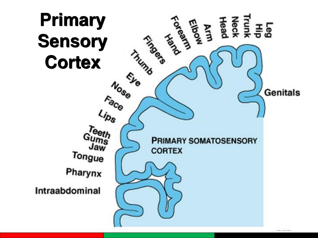 PPT - Sensory Motor & Integrative Systems سیستمهای حسی، حرکی و انسجام ...