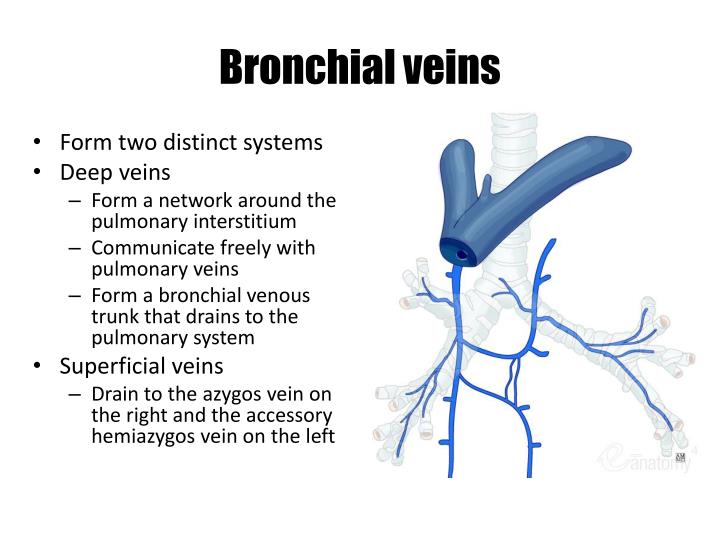 PPT - Lung Anatomy PowerPoint Presentation - ID:1921812