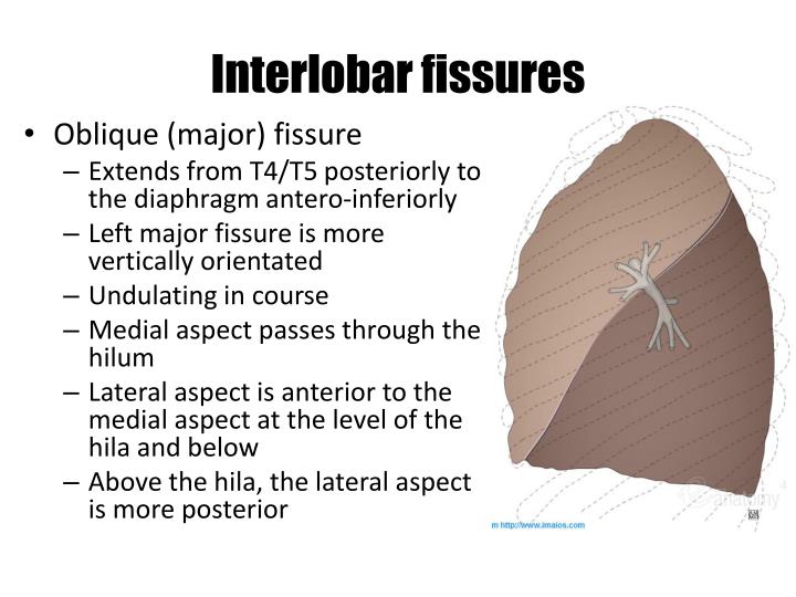 PPT - Lung Anatomy PowerPoint Presentation - ID:1921812
