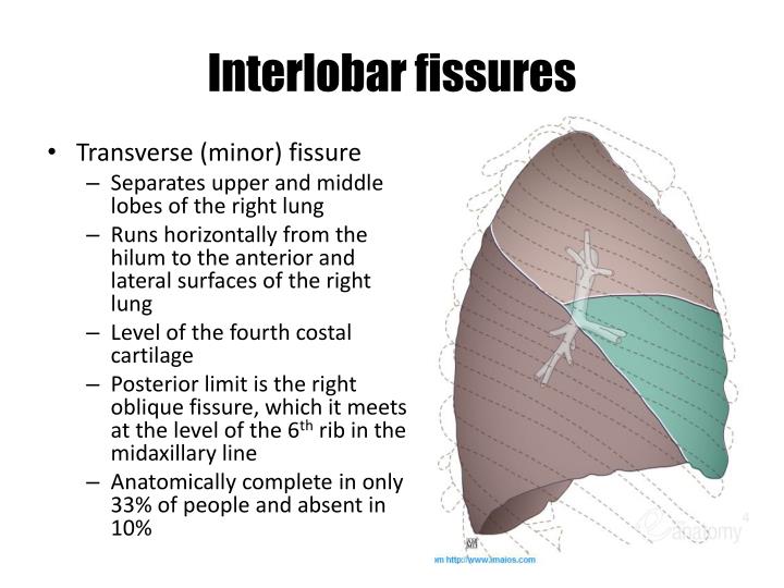PPT - Lung Anatomy PowerPoint Presentation - ID:1921812