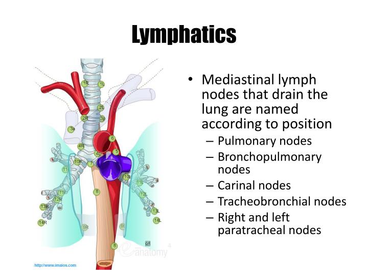 PPT - Lung Anatomy PowerPoint Presentation - ID:1921812