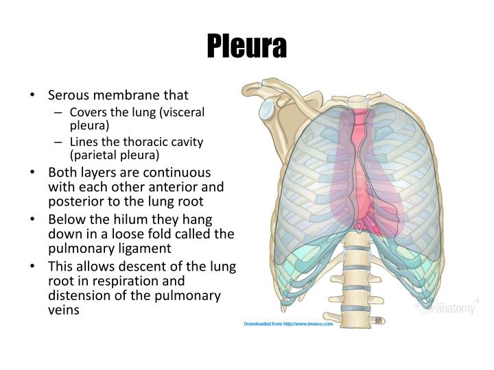 PPT - Lung Anatomy PowerPoint Presentation - ID:1921812