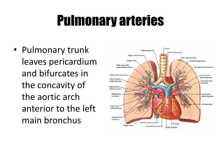 PPT - Lung Anatomy PowerPoint Presentation - ID:1921812