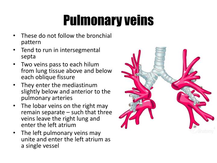 PPT - Lung Anatomy PowerPoint Presentation - ID:1921812