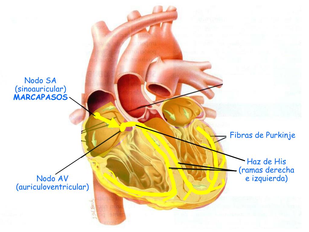 PPT - Anatomía y fisiología del sistema Cardiorrespiratorio PowerPoint ...