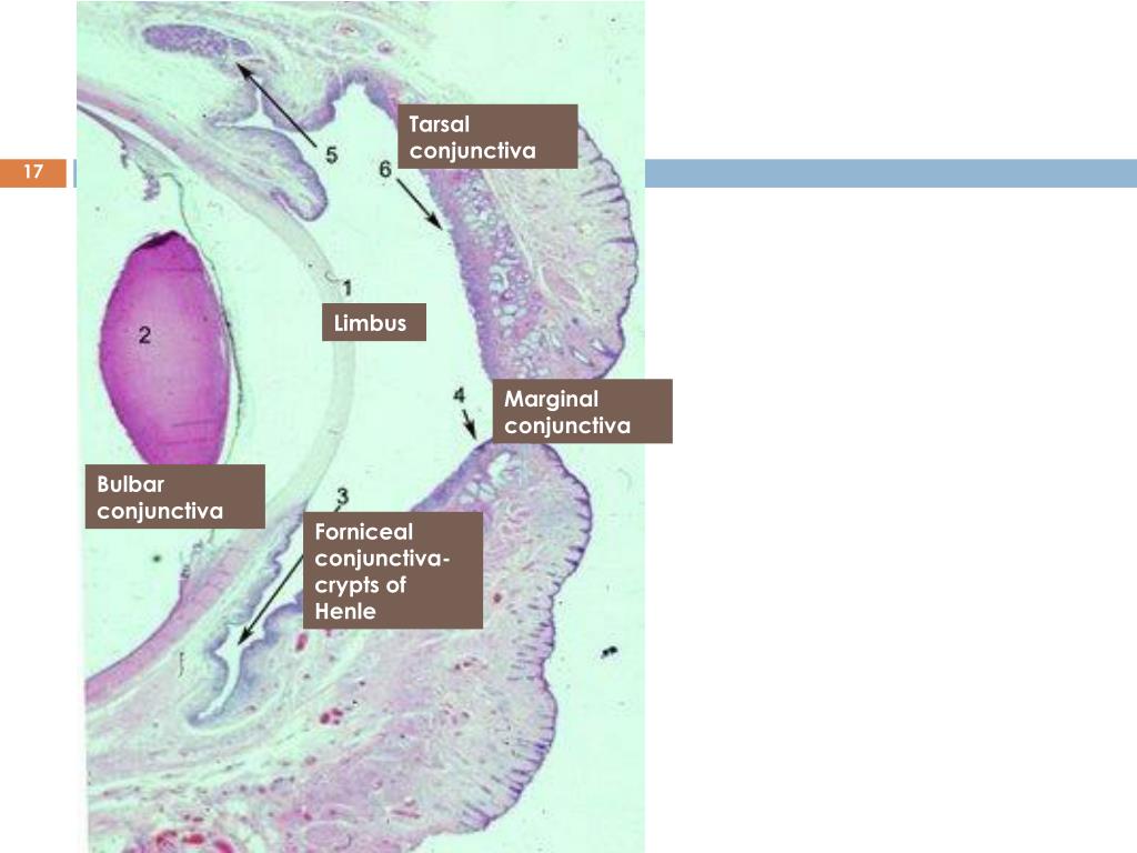 PPT - Review of clinical anatomy and physiology of the conjunctiva ...
