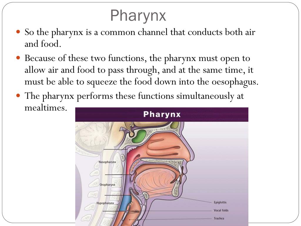 Pharynx Function Pharynx Function