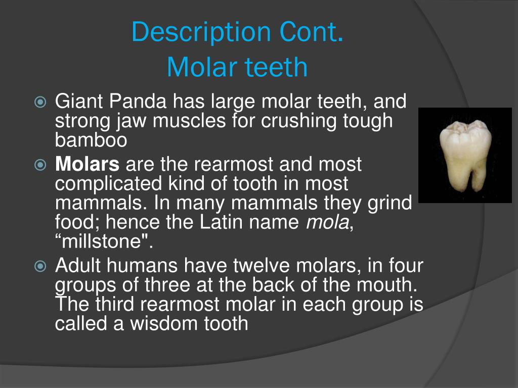 PPT - Endangered Giant Panda By: SherMena Pannell PowerPoint ...