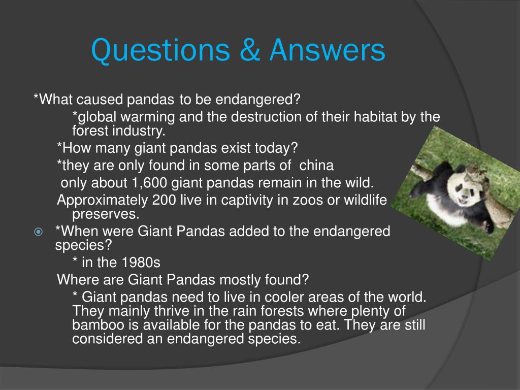 PPT - Endangered Giant Panda By: SherMena Pannell PowerPoint ...