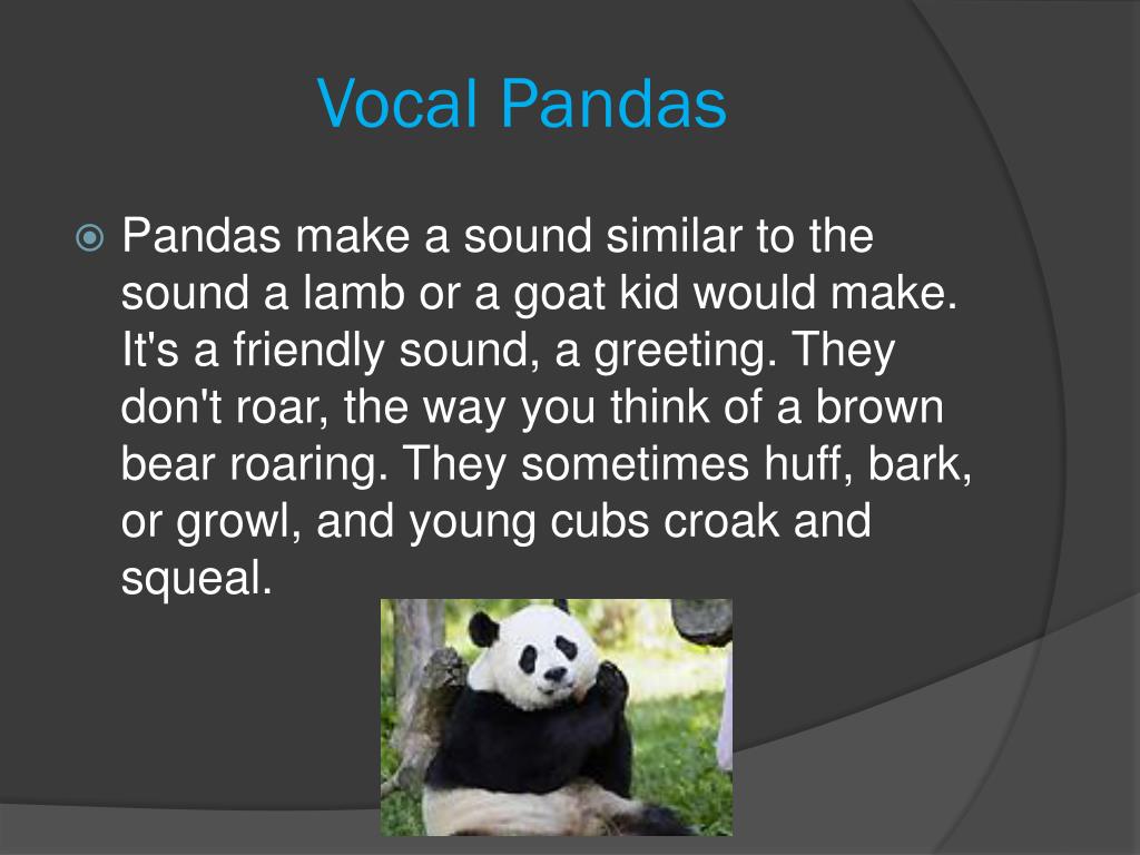 PPT - Endangered Giant Panda By: SherMena Pannell PowerPoint ...
