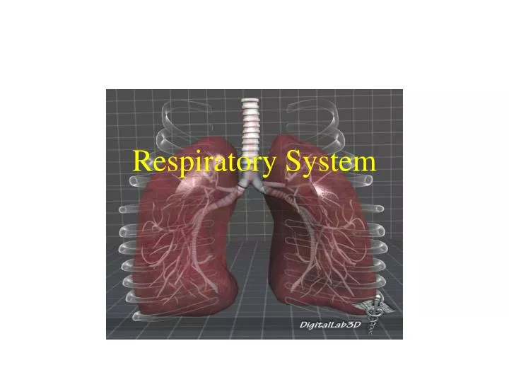 PPT - Respiratory System PowerPoint Presentation, free download - ID ...
