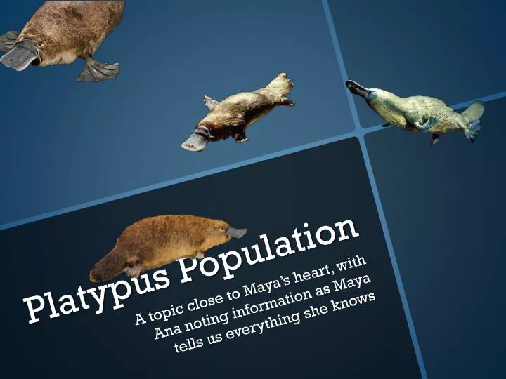 PPT - Platypus Population PowerPoint Presentation, free download - ID ...