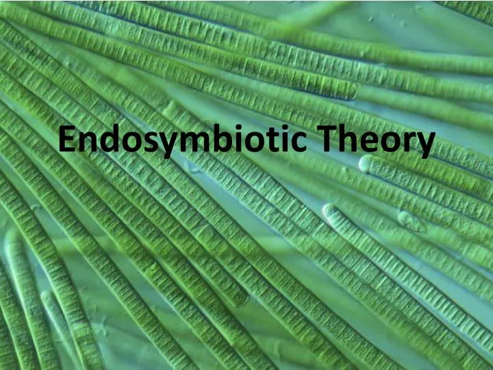 PPT - Endosymbiotic Theory PowerPoint Presentation, free download - ID ...