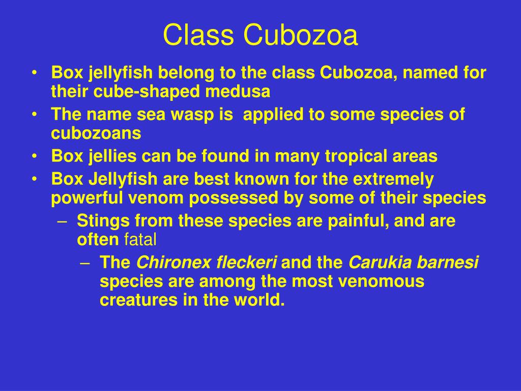 PPT - Phylum Cnidaria stinging-celled animals PowerPoint Presentation ...