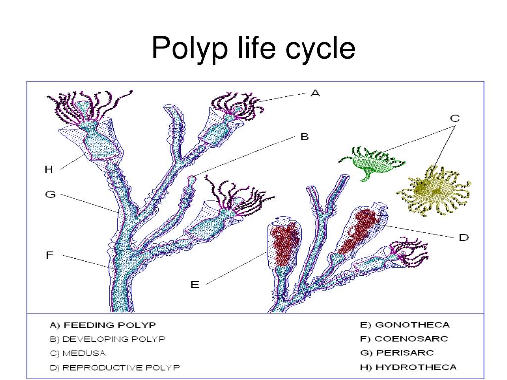 PPT - Phylum Cnidaria stinging-celled animals PowerPoint Presentation ...