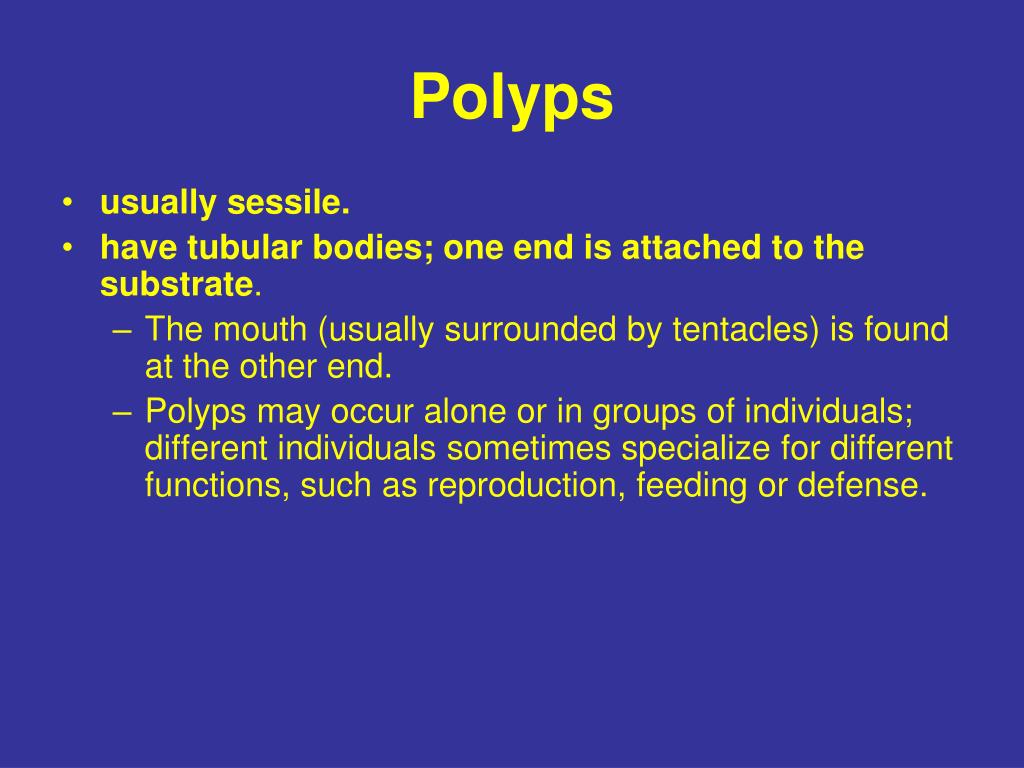 PPT - Phylum Cnidaria stinging-celled animals PowerPoint Presentation ...