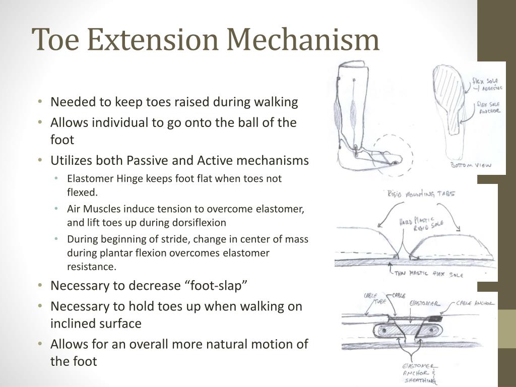 PPT - P13001 Active Ankle Foot Orthotic: Air Muscle Tethered PowerPoint ...