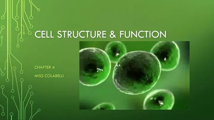 PPT - Cell Structure & Function PowerPoint Presentation, free download ...