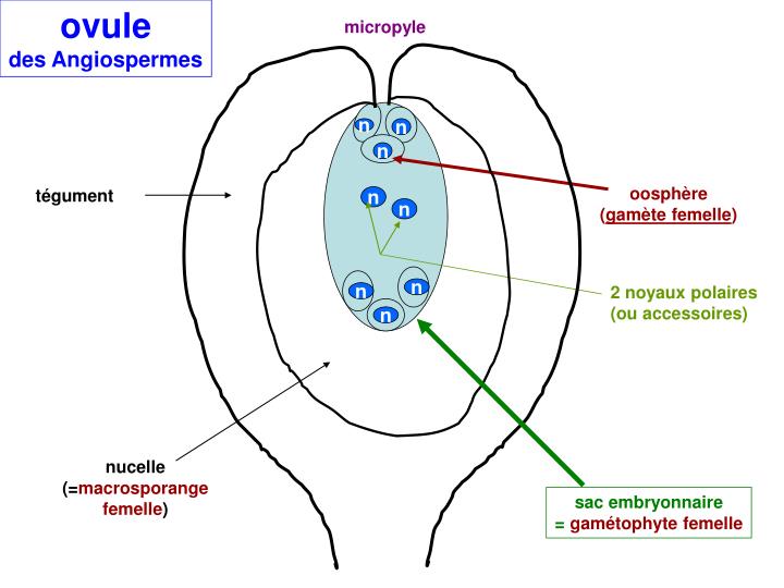 PPT - Les Angiospermes PowerPoint Presentation - ID:1923642