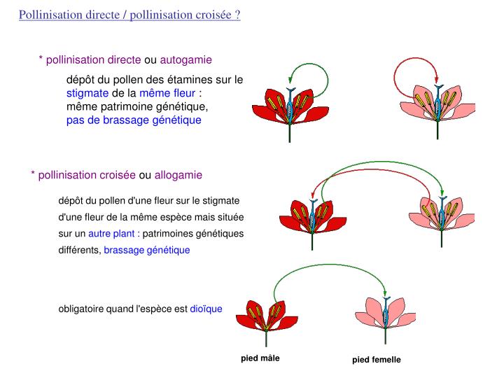 PPT - Les Angiospermes PowerPoint Presentation - ID:1923642