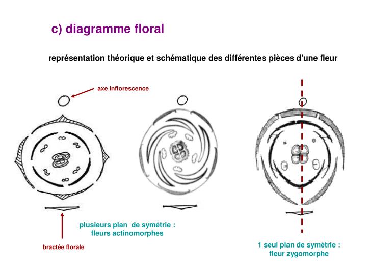 PPT - Les Angiospermes PowerPoint Presentation - ID:1923642