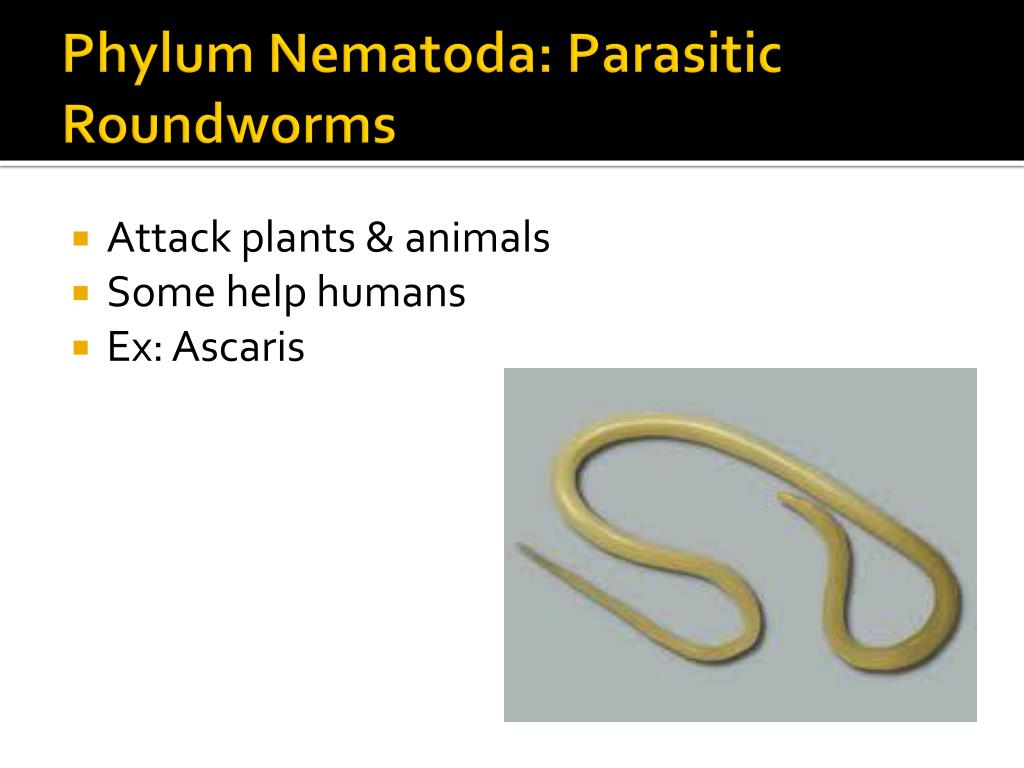 PPT - Wormlike Animals PowerPoint Presentation, free download - ID:1923676 PPT - Wormlike Animals PowerPoint Presentation, free download - ID:1923676