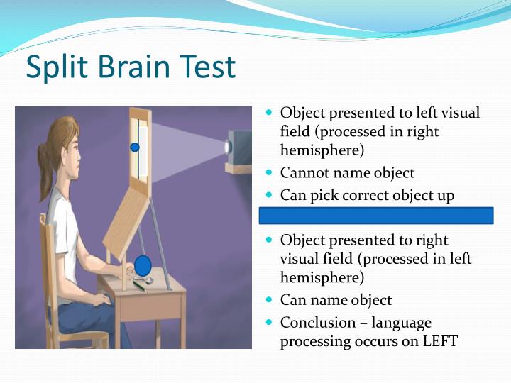 PPT - Brain function – the evidence from brain damage PowerPoint ...
