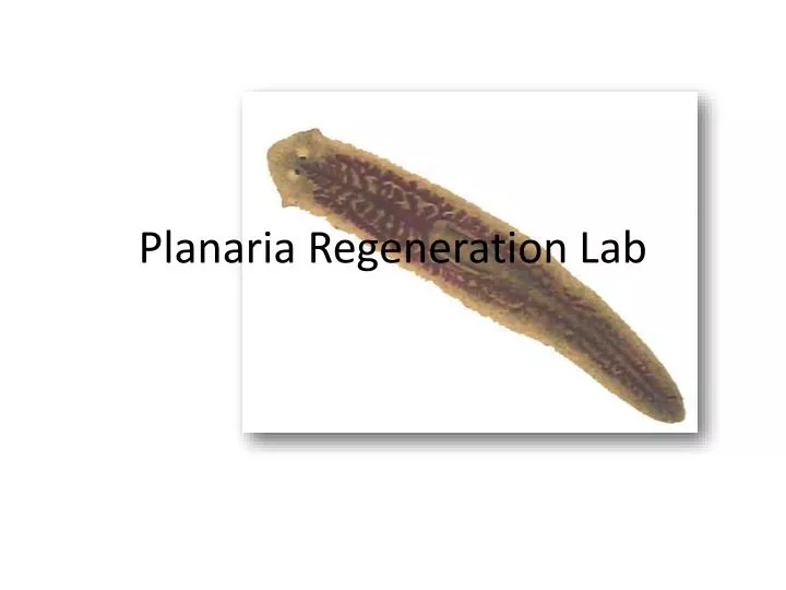 PPT - Planaria Regeneration Lab PowerPoint Presentation, free download ...