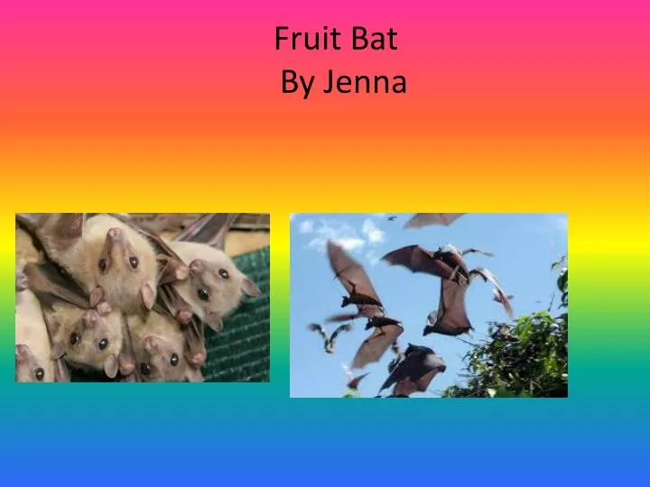 PPT - Fruit Bat By Jenna PowerPoint Presentation, free download - ID ...