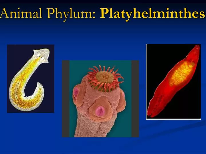PPT - Animal Phylum: Platyhelminthes PowerPoint Presentation, free ...