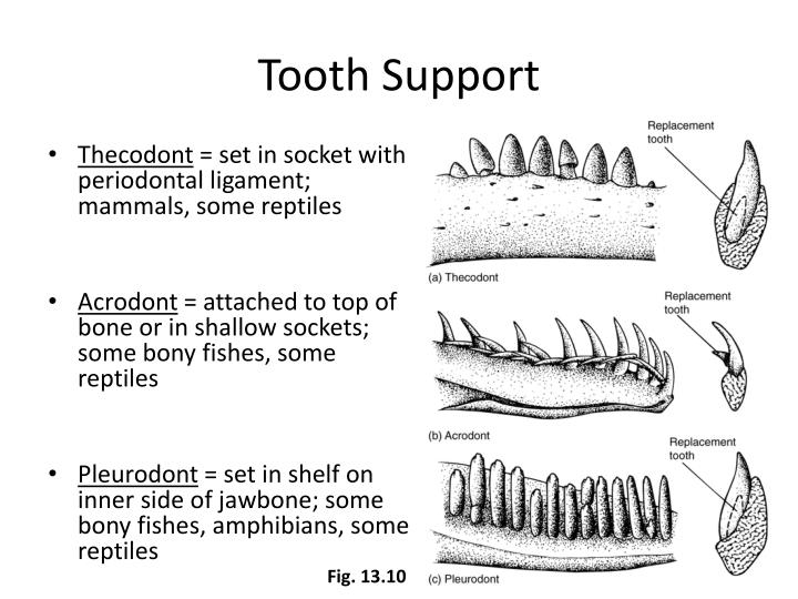 PPT - Teeth PowerPoint Presentation - ID:1924144
