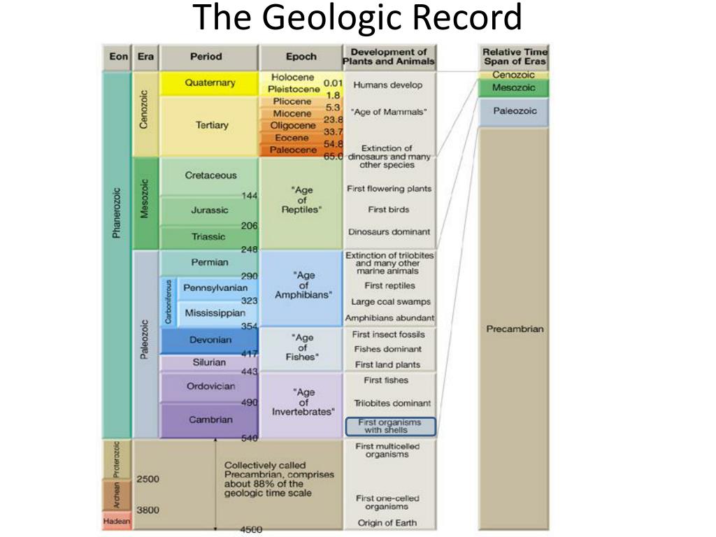 PPT - Introduction to Animal Diversity PowerPoint Presentation, free ... PPT - Introduction to Animal Diversity PowerPoint Presentation, free ...
