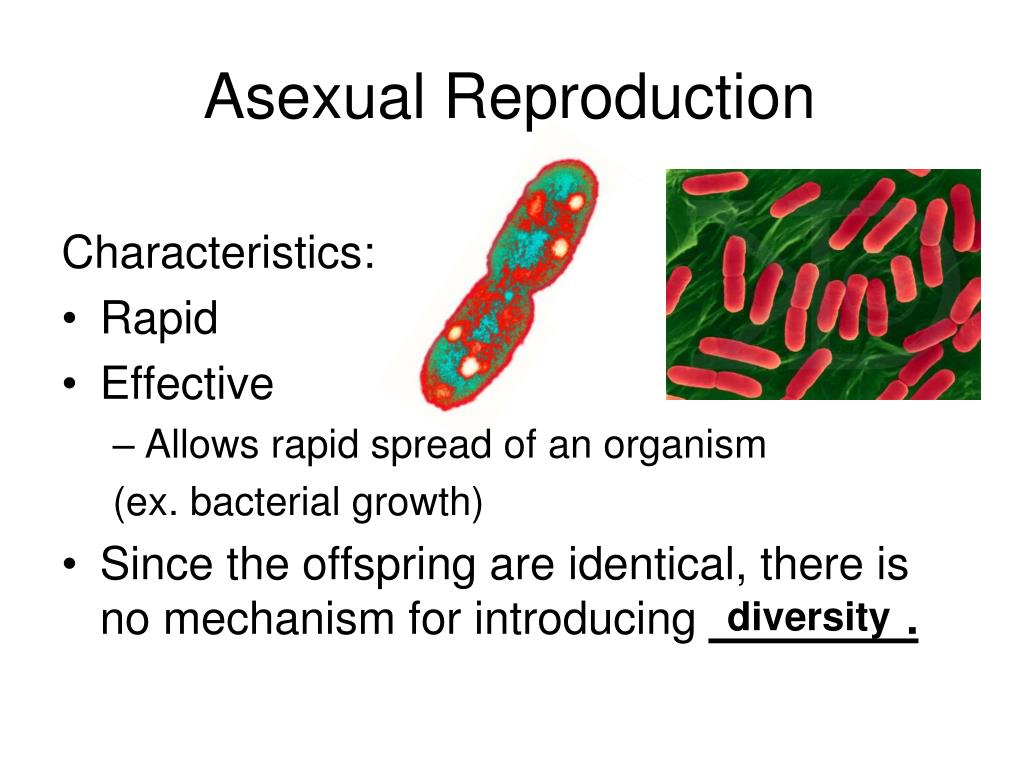 PPT - Meiosis and Sexual Reproduction PowerPoint Presentation, free ...