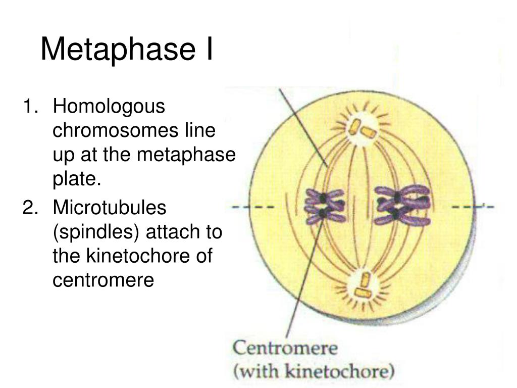 PPT - Meiosis and Sexual Reproduction PowerPoint Presentation, free ...