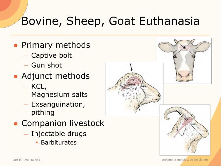 PPT - Euthanasia and Mass Depopulation During Animal Health Emergencies ...