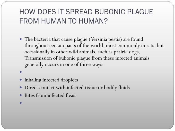 PPT - BUBONIC PLAGUE PowerPoint Presentation - ID:1924577