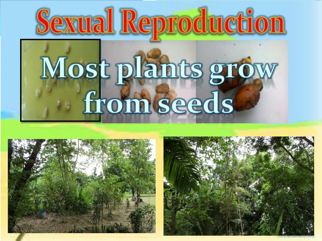 Ppt How Plants Grow And Multiply Powerpoint Presentation Free Download Id1924580