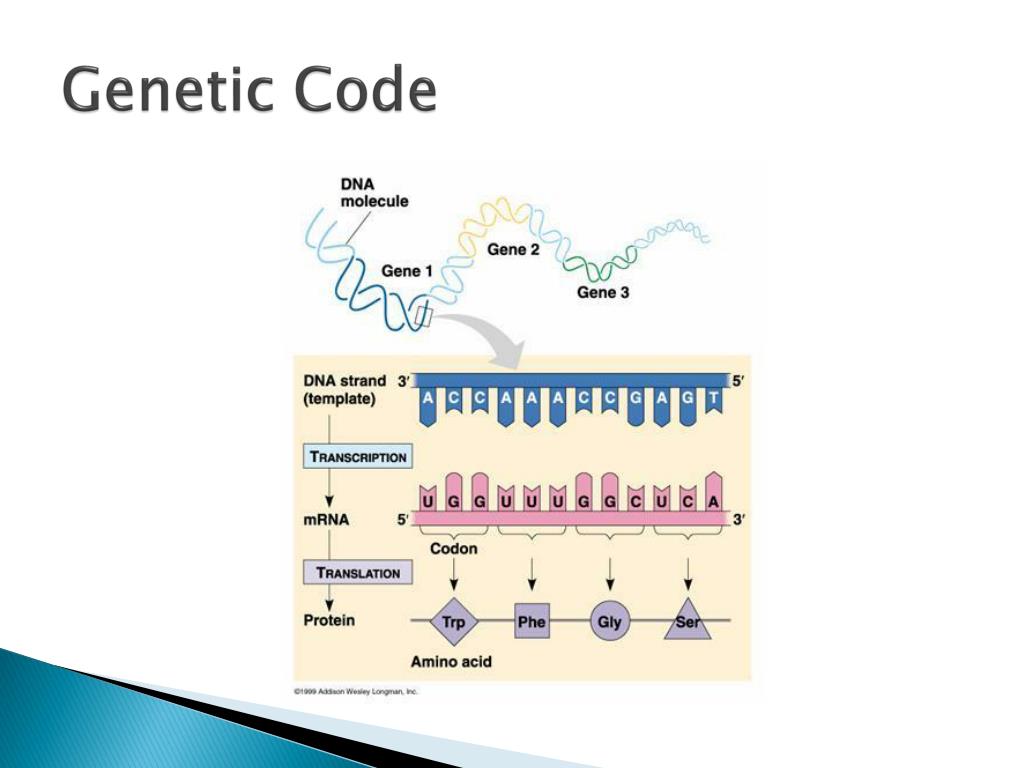 PPT - Molecular Biology of the Gene PowerPoint Presentation, free ...