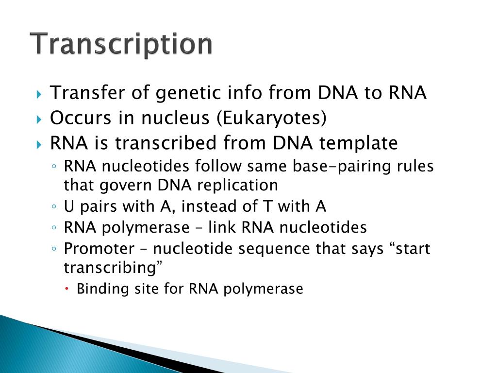 PPT - Molecular Biology of the Gene PowerPoint Presentation, free ...
