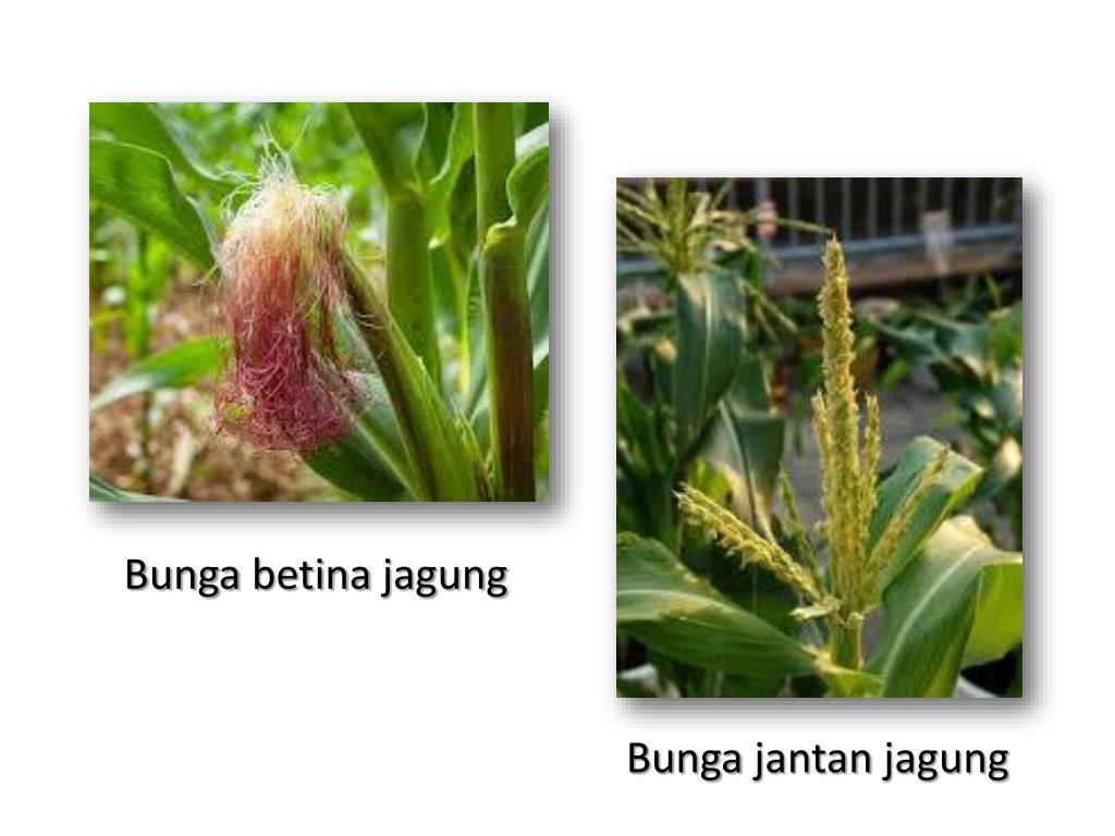 PPT - CO RAK PERKEMBANGBIAKAN TANAMAN PowerPoint Presentation, free ...