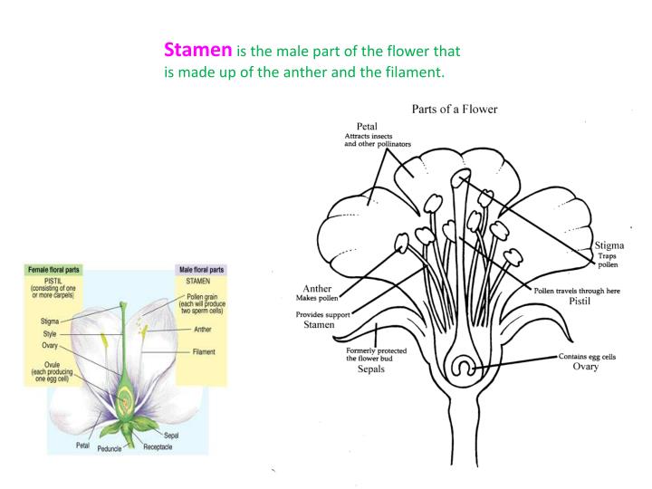 PPT - Flower Parts and Their Functions Grade 6 PowerPoint Presentation ...