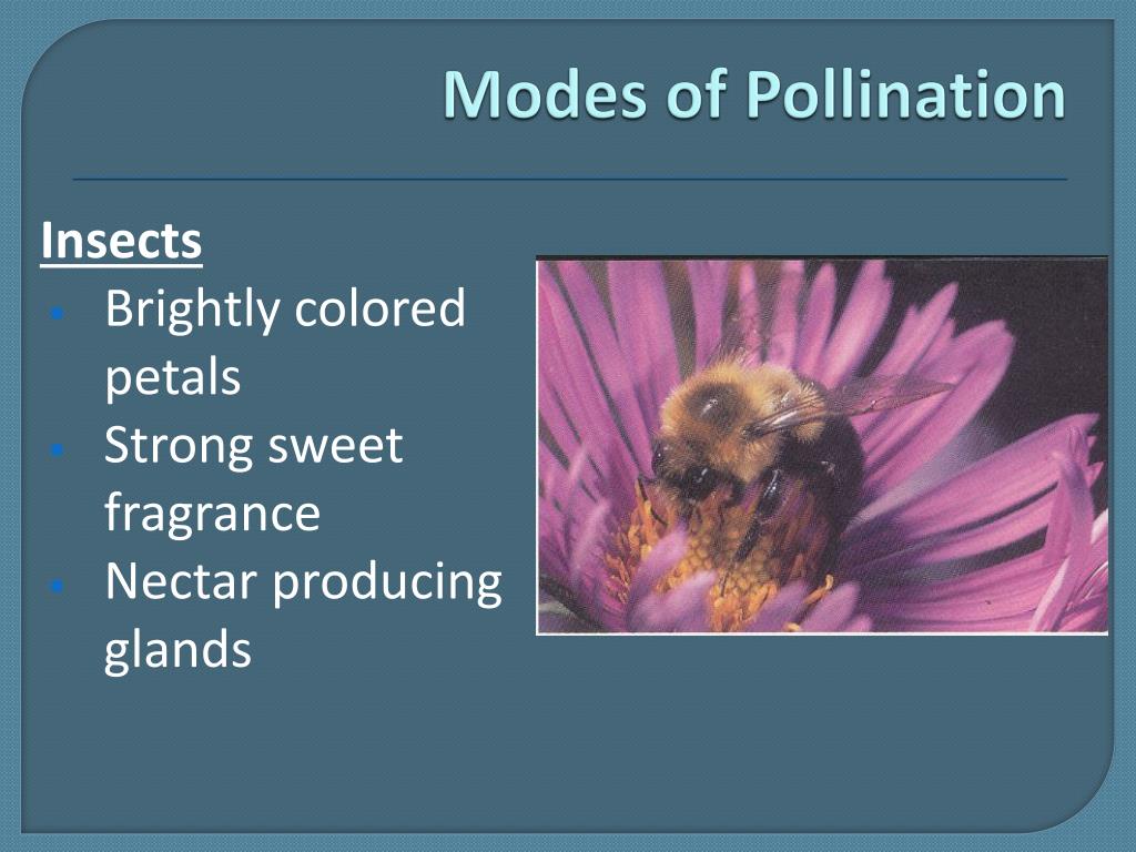 PPT - Sexual Reproduction in Flowering Plants PowerPoint Presentation ...